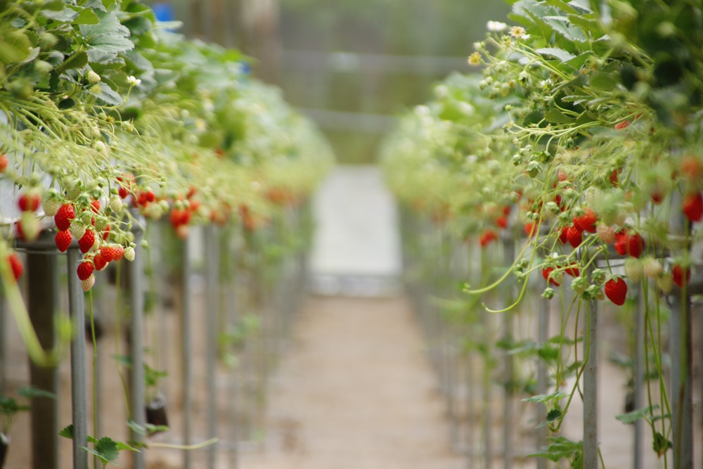 Malaysia made “Japanese Quality Strawberries” seek to build the future ...